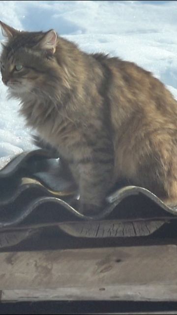 Весенние коты (Suno)