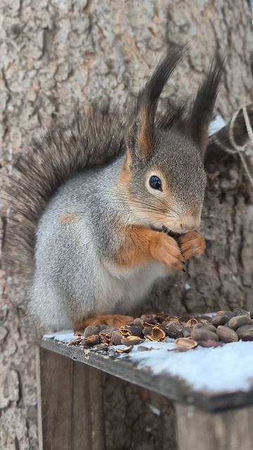 Белка грызёт кедряшки