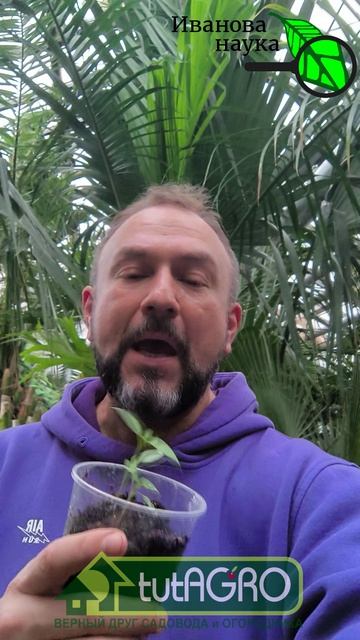 Рассада замерла? Срочно сделайте ЭТО! И моя рассада была на грани... Спас одним поливом!