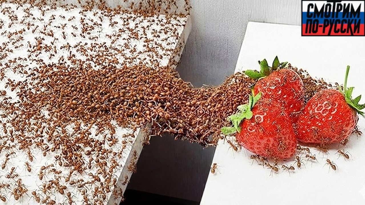 1000 муравьёв против препятствий! 🐜🔥