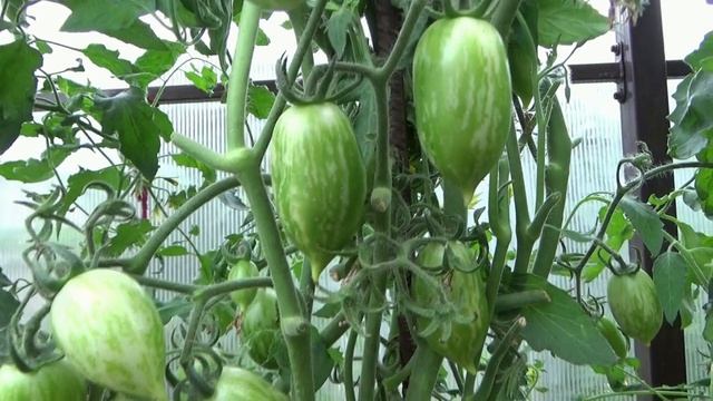 ПОСЕВЫ 2026-89. Томат Конфеты сладкие сосульки сею каждый год! №1120.