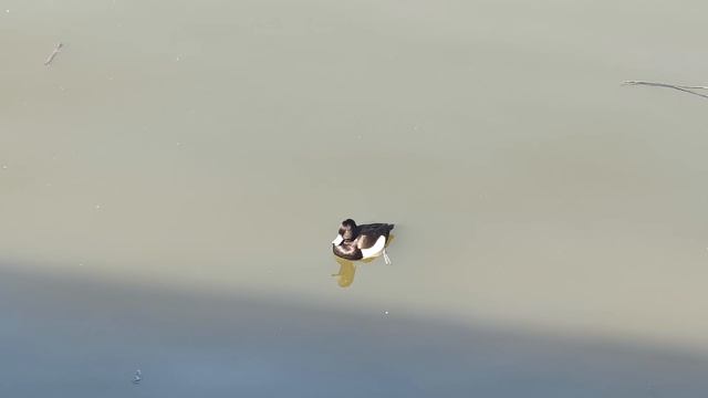 Хохлатая чернеть. Миниатюрные уточки. Утки. Март 2026