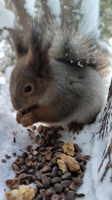 Белочка в снежинках