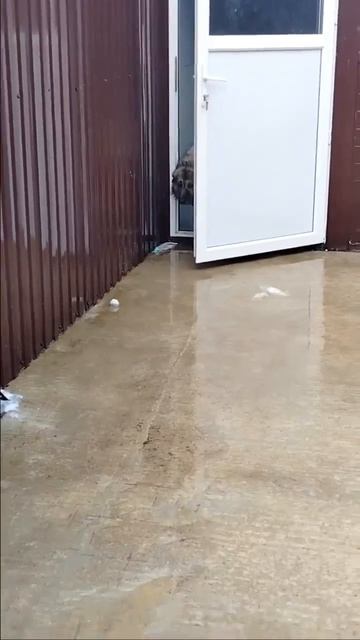 🆘🆘🆘  Кавказочке Арине 🌸 нужна помощь🙏💯🙏💊🩺🦮🙏❗Пост в описании  🎥#собака #овчарка #любовь