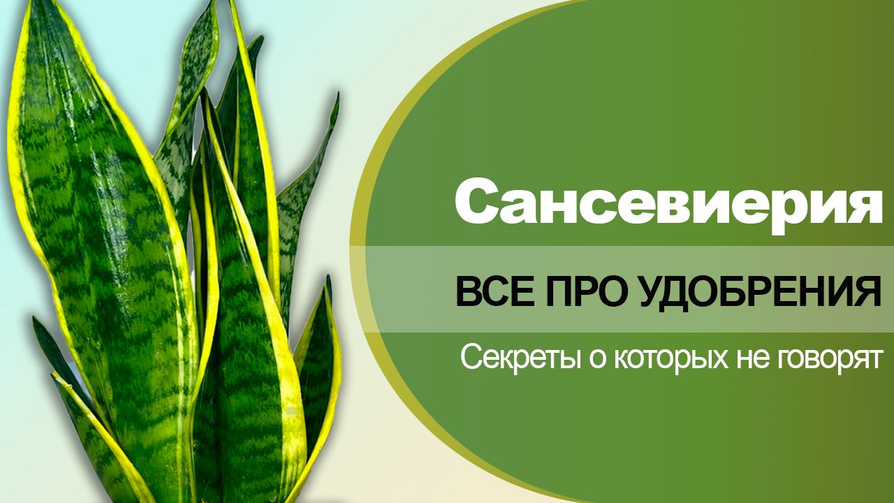 Как правильно подкармливать сансевиерию?