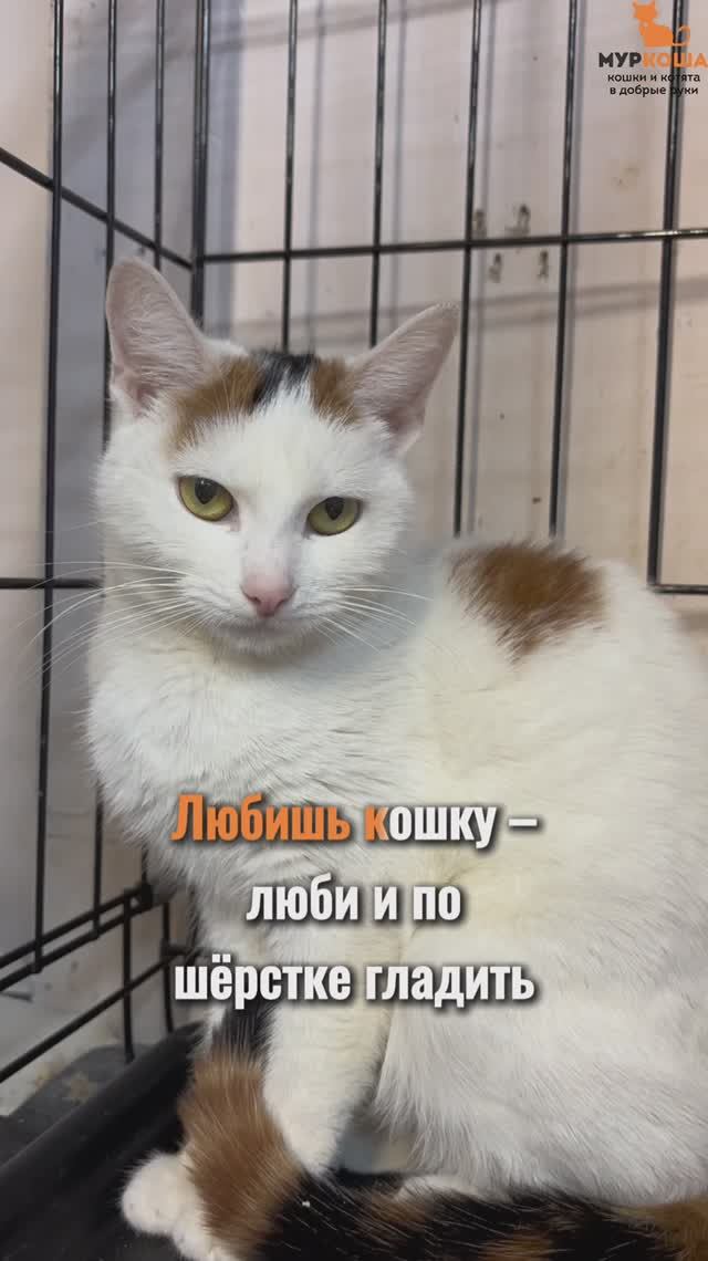 Онежка ждёт вас в приюте #Муркоша