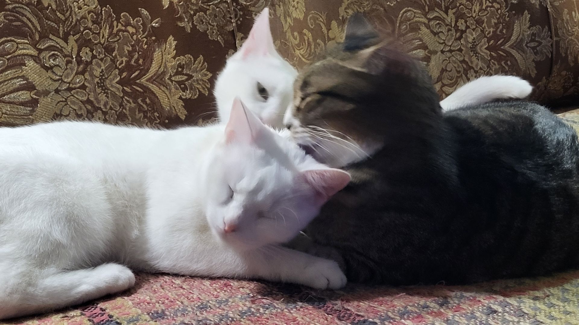 Добрый вечер. Cats on evening rest