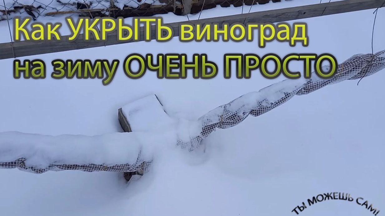 Как укрыть виноград на зиму ОЧЕНЬ ПРОСТО!