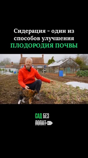 Сидерация для улучшения ПЛОДОРОДИЯ ПОЧВЫ #садбезлопат #садоводство #огород
