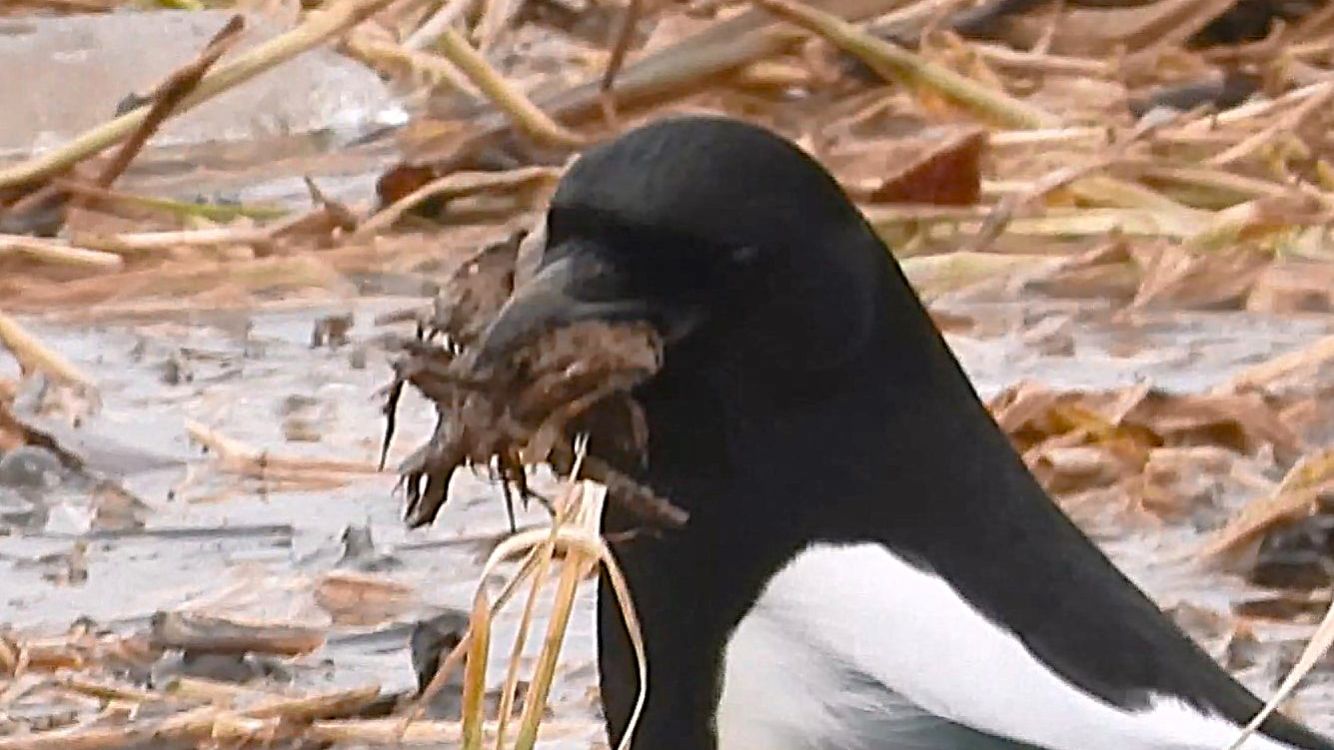 Сорока строит гнездо, носит листья, наблюдение птиц в Великом Новгороде, 20 марта 2026