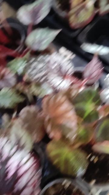 Детки бегонии