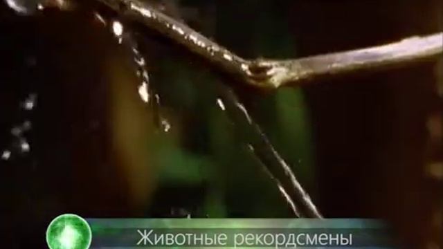 Животные рекордсмены_общий