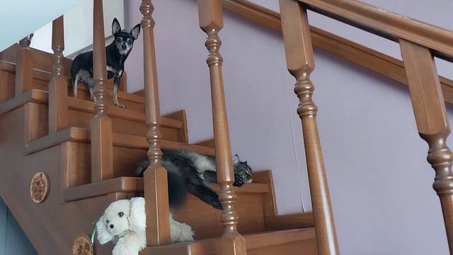 ✅️Весна нехочуха и Люська игруха!