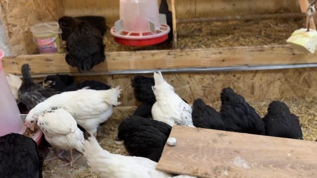 20 марта подкормка