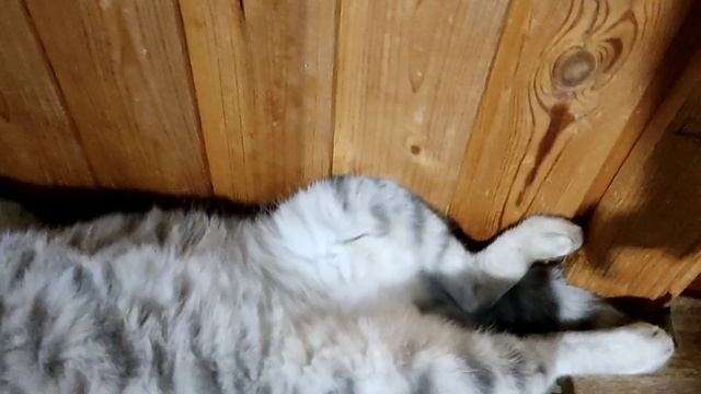 Кот Евсей нашел себе новую кровать