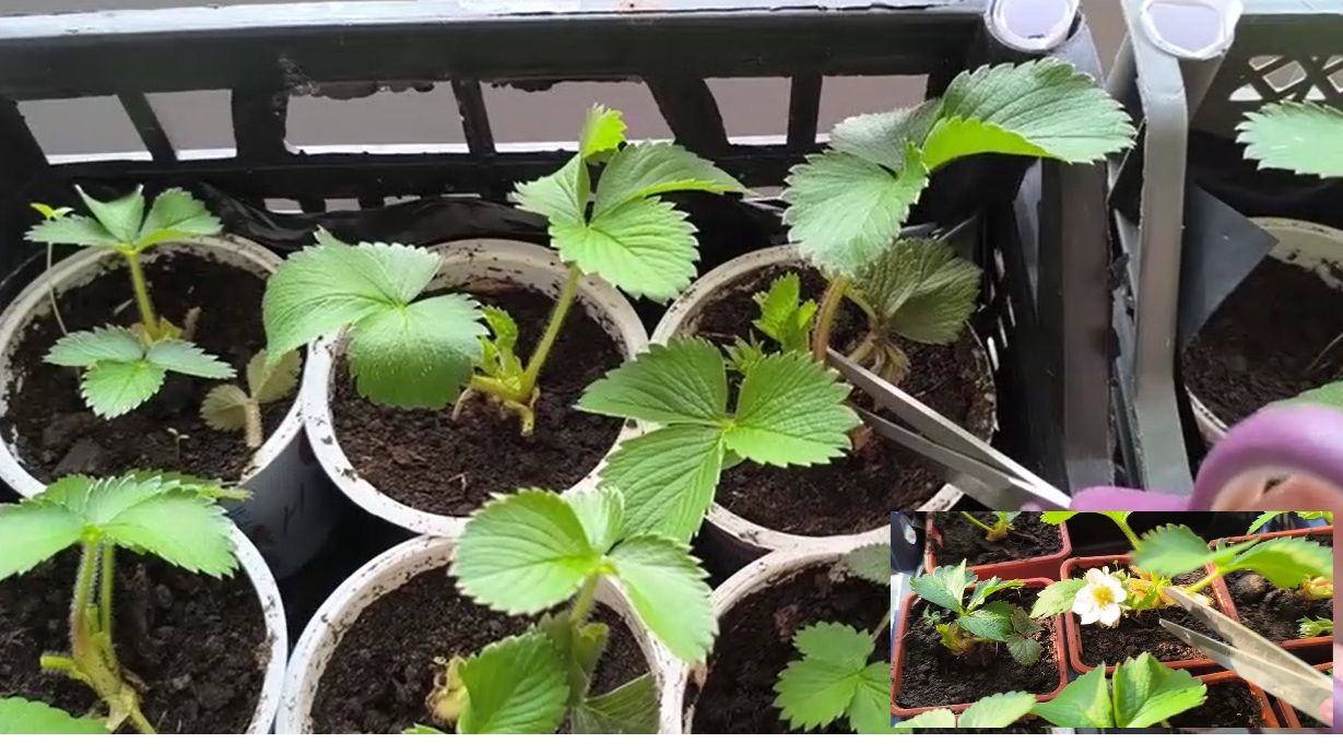 Уход за рассадой клубники, посаженной в марте, обрезка старых листьев и первых цветоносов. Клубника