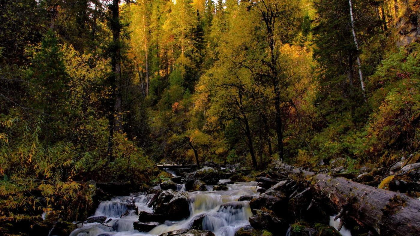 «В ГЛУХОЙ ТАЙГЕ».  Вы будете в восторге от истории.