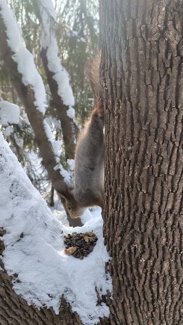 Белка в развилке дерева ест кедровые орешки