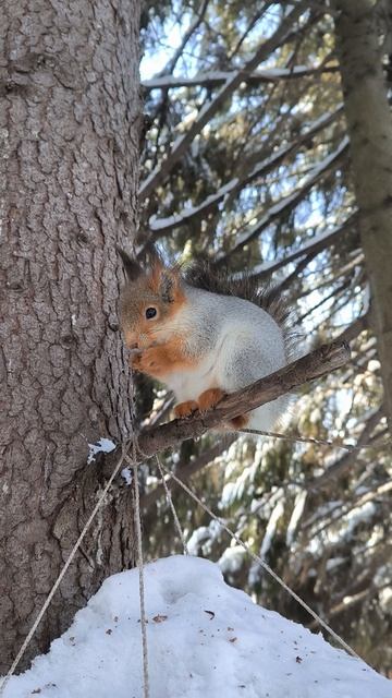 Белочка ест орех