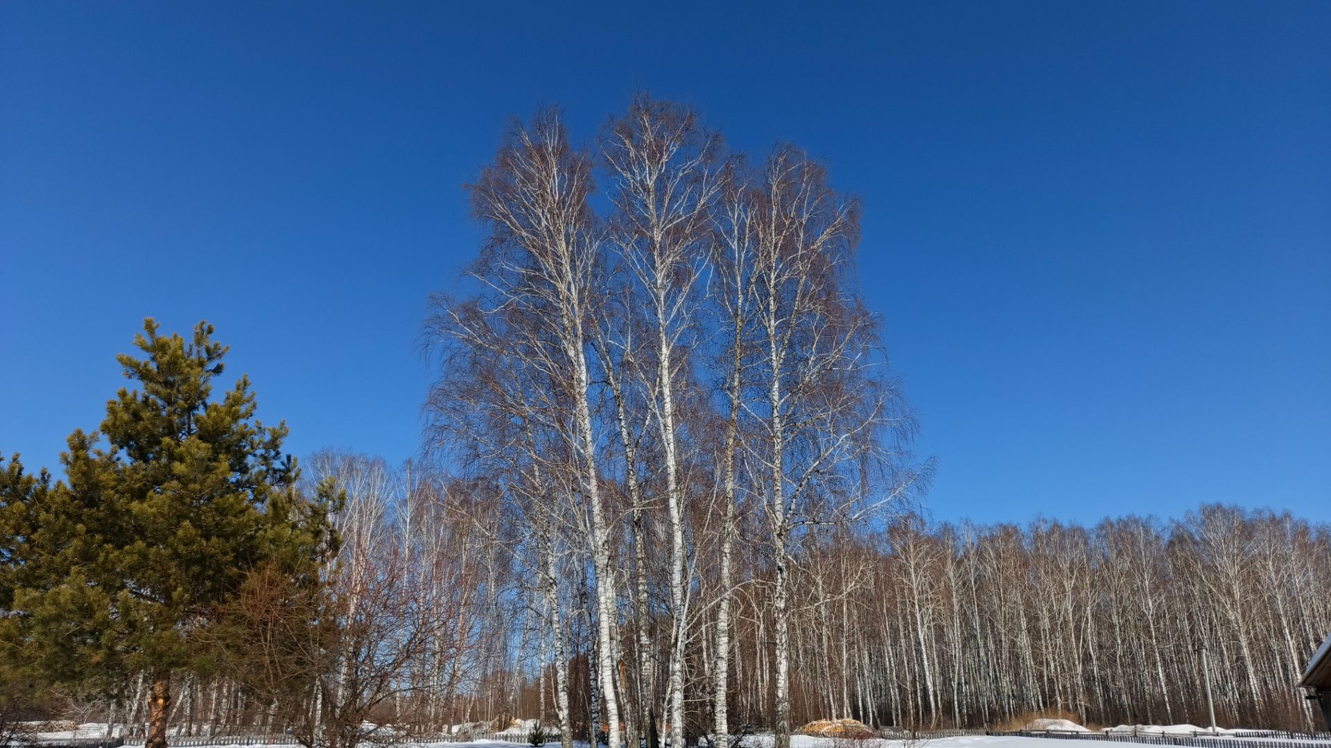Жизнь в деревне Весна пришла и белые куры породы Леггорн наконец-то занеслись