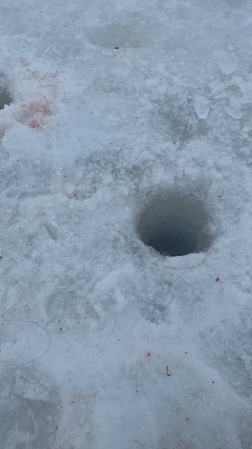 Зимний фидер