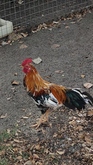 Малазийский петух