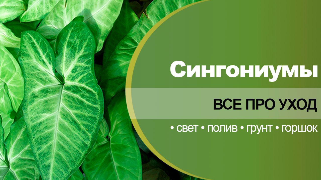 Сингониумы — полный уход в домашних условиях | Свет, полив, грунт, горшок