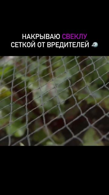 Накрываю свеклу сеткой от вредителей