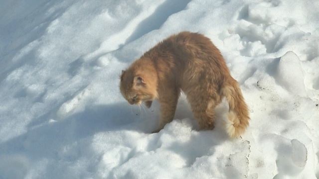 "КотоВаськи - МУР МУР ВЕСНА" (Suno+ Соседские коты)