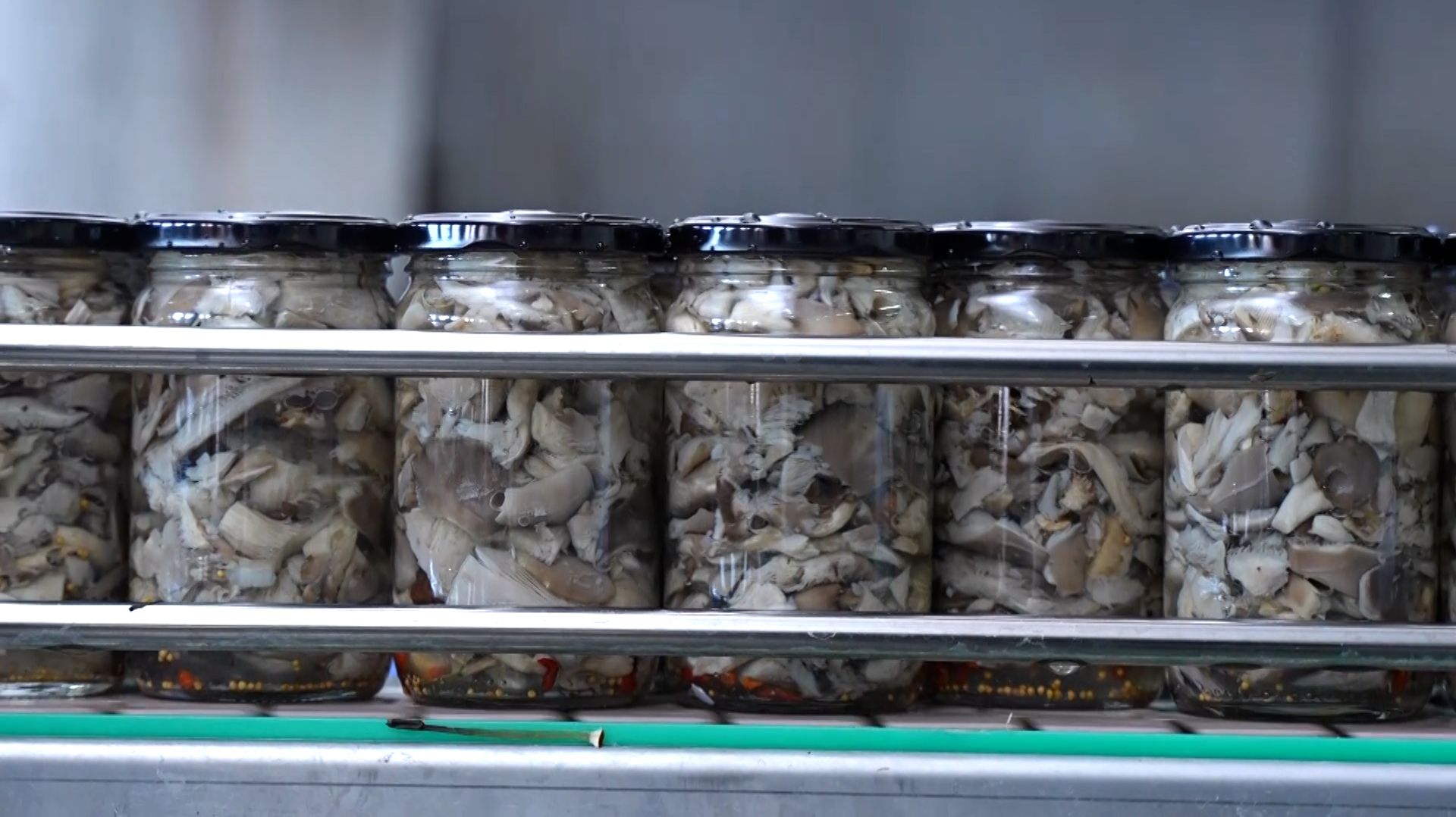 Грибы | МИР СЕЛЬСКОГО ХОЗЯЙСТВА №95