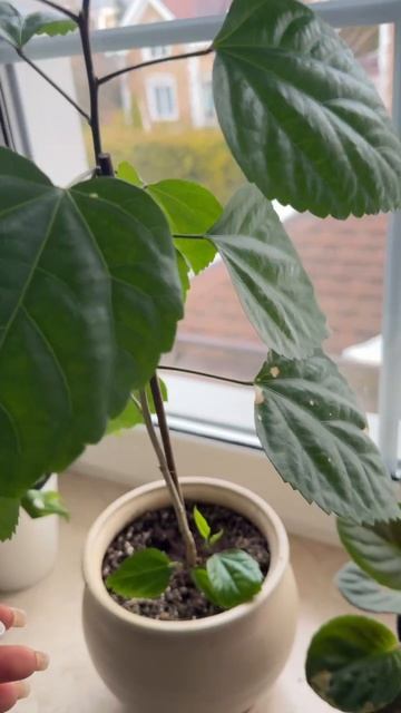 Нежный бутон на подоконнике