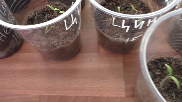 Всходы помидоров на рассаду, 20 марта.