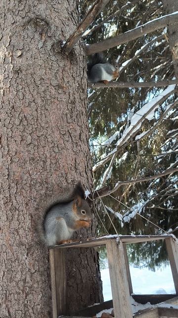 Две белки у кормушки