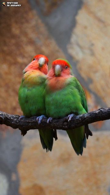 Попугая неразлучники. Ленинградский зоопарк