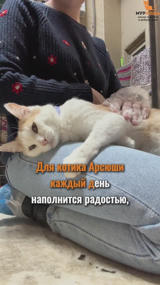 Арсюша ждёт вас в приюте #Муркоша