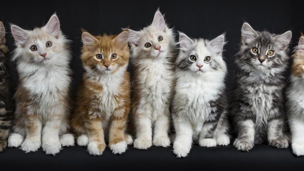 Весёлая песенка про котиков. Видеоклип