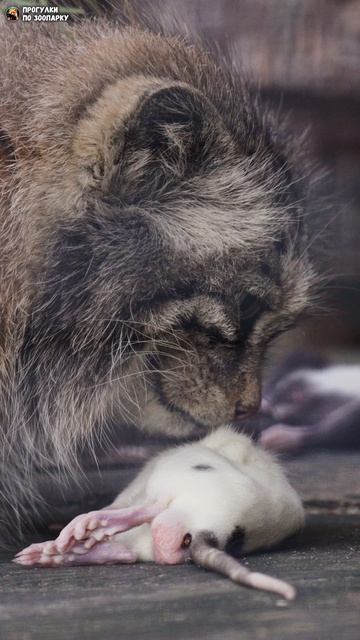 Манул Намика принюхивается к добыче. Ленинградский зоопарк