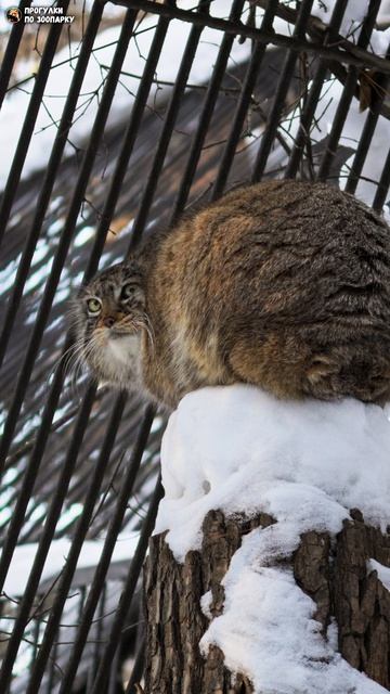 Манул (кошечка Евы) наблюдает за гостями с высокой точки. Новосибирский зоопарк