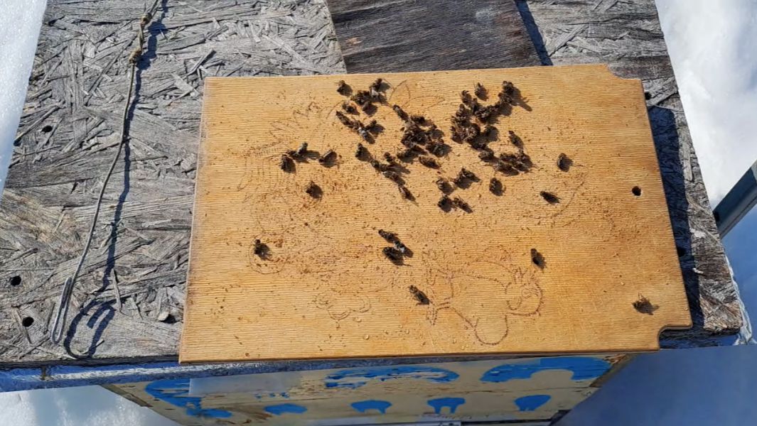 Количество подмора в сильных семьях. Что буду делать дальше