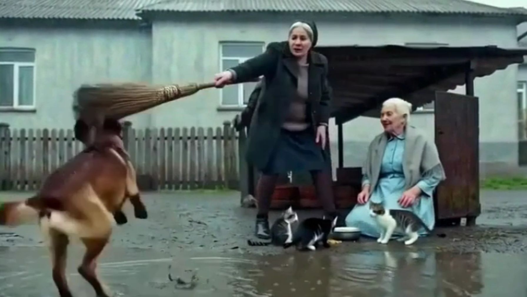 Кабысдох Mangy munt