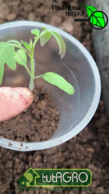 🚨 Рассада вытянулась? Не паникуй! Секрет пикировки ВЫТЯНУТОЙ рассады: толстый стебель обеспечен.