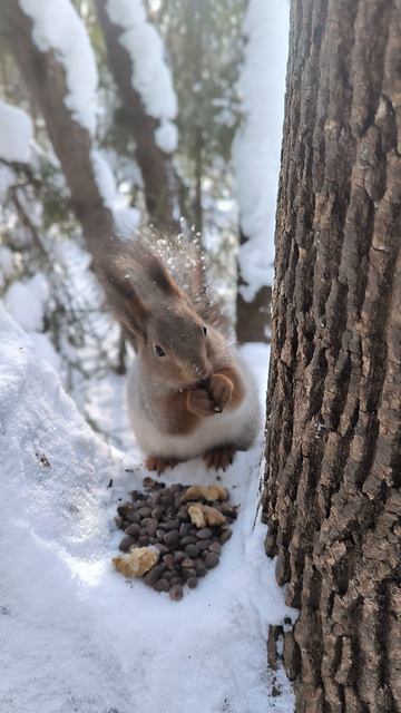 Белка в снежинках в морозный день