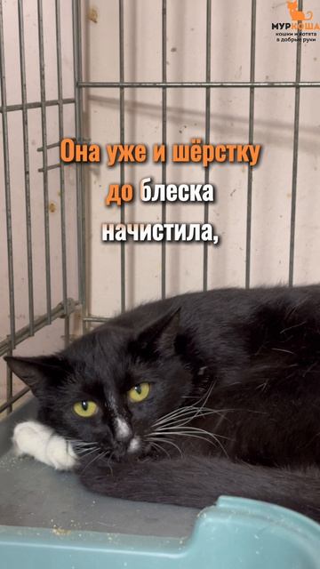 Белолапка ждёт вас в приюте #Муркоша