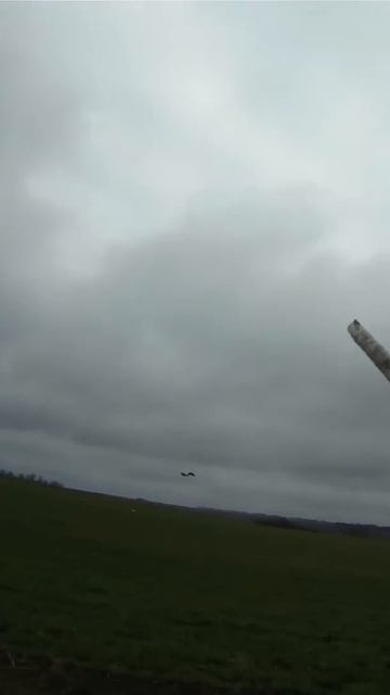 охота на гуся весной