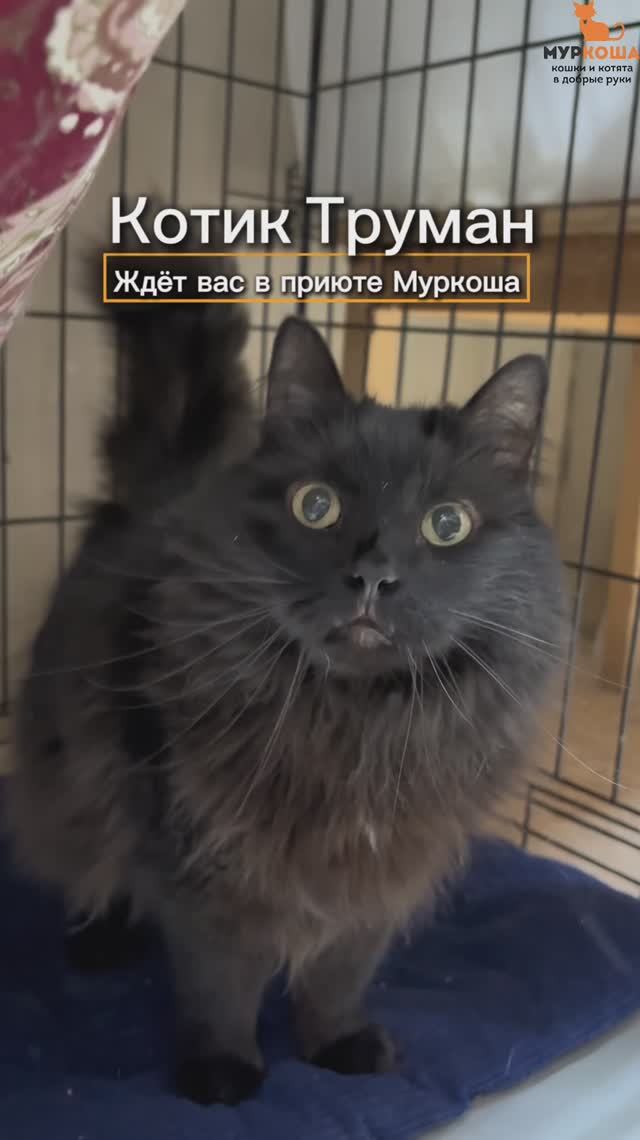 Труман ждёт вас в приюте #Муркоша
