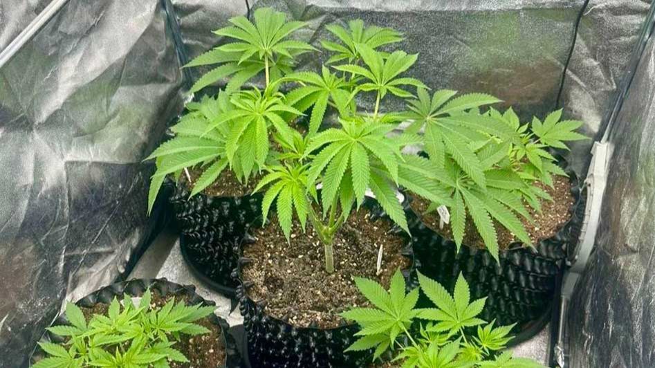 В сочинском гараже нашли потайную наркоплантацию в шкафу