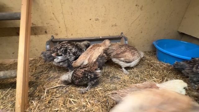 Фаверольки прикорм