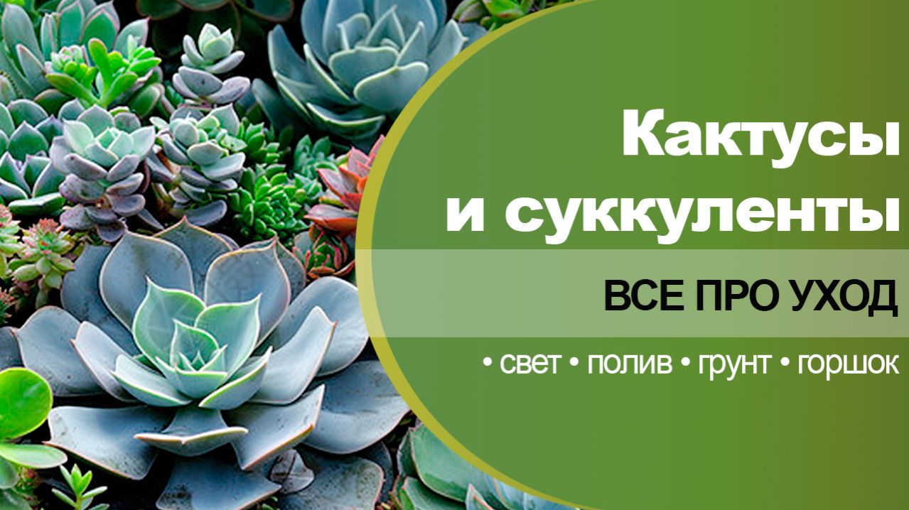 Кактусы и суккуленты — полный уход в домашних условиях | Свет, полив, грунт, горшок