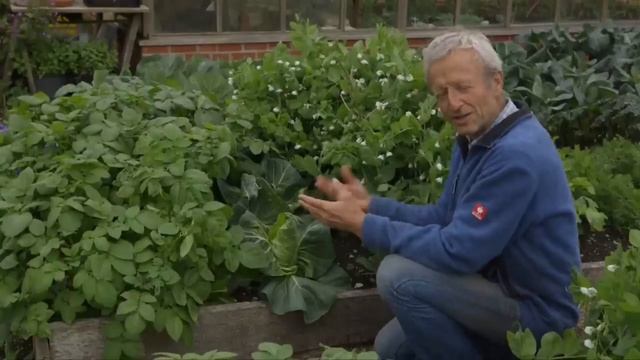 Как защитить свой сад от вредителей? 100% органический способ