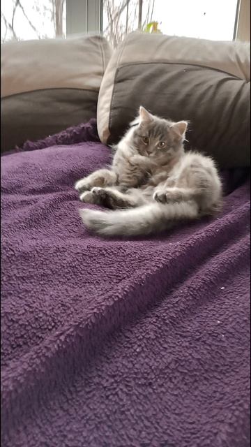 Мои животные 2 часть